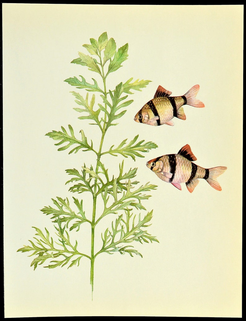 Aquarium Fish Print Tropical Fish Wall Art Decor Aquatic Plant - Etsy