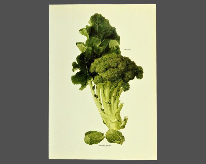 Broccoli Print Kitchen Wall Decor Art Vegetable Food - Etsy