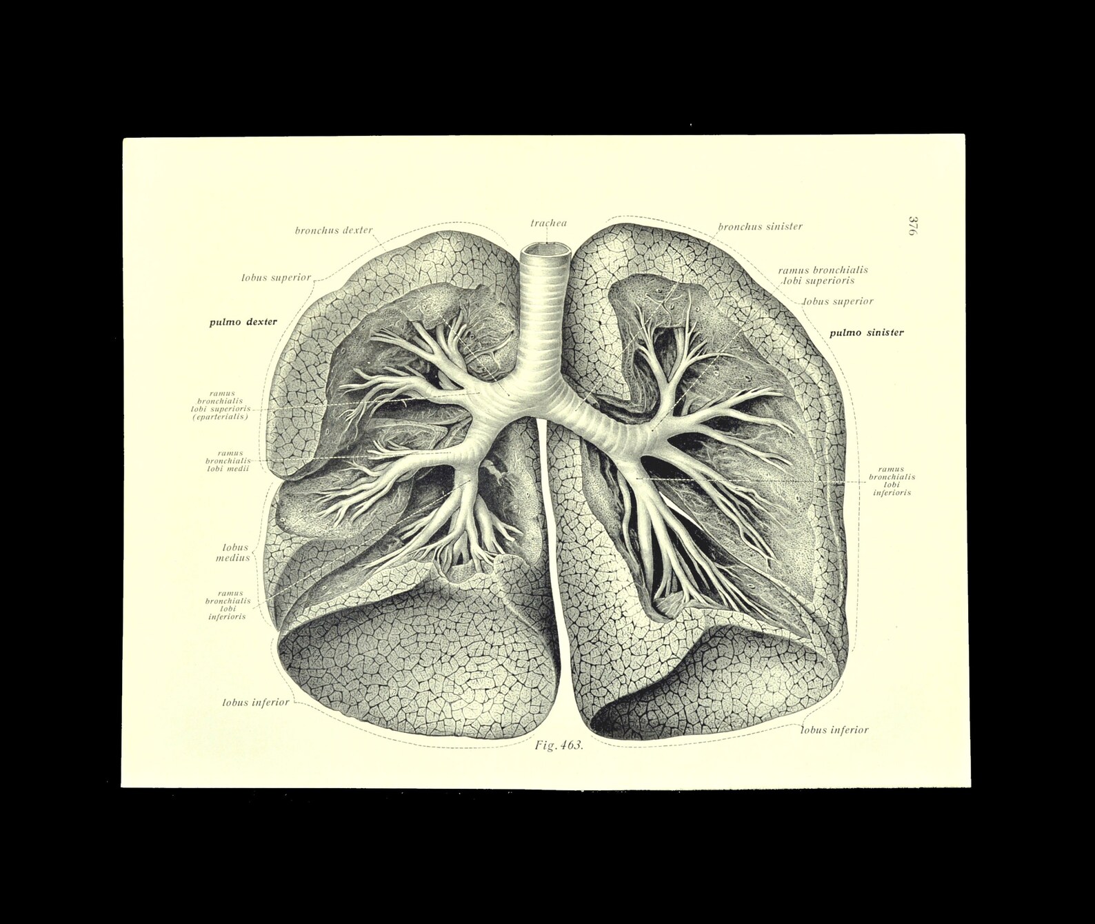 Human Anatomy Wall Art Human Lungs Print Medical Wall Decor | Etsy