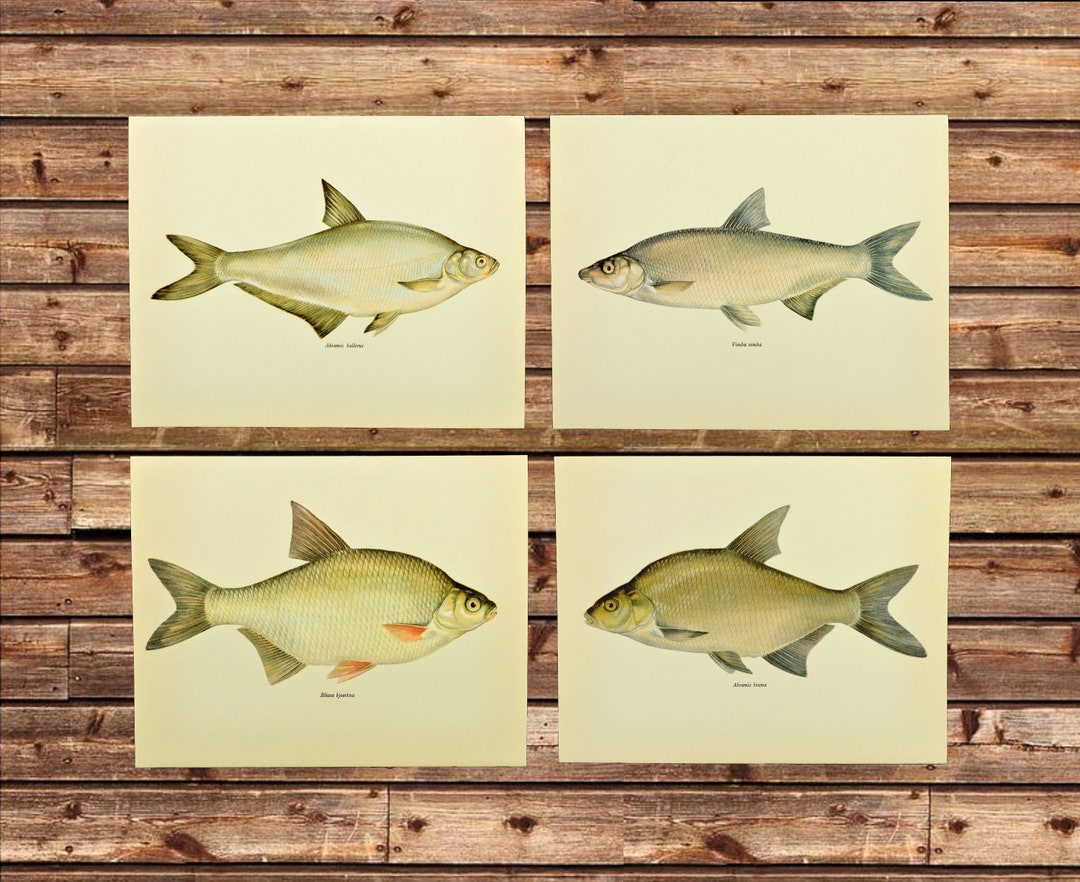Bluegill Fish Print Set, Set of 4, Bream Fish Wall Art Carp Frameable ...