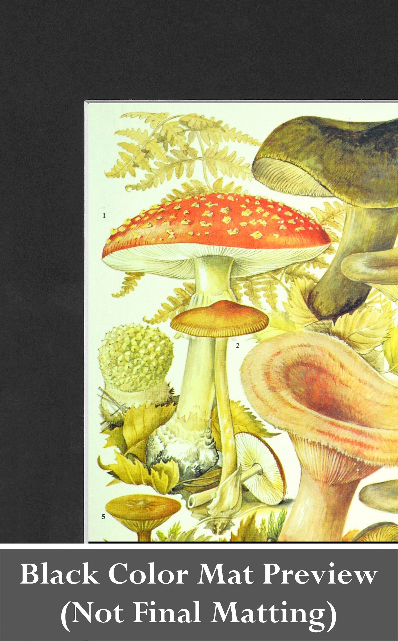 Mushroom Print of Mushrooms Wall Art Nature Print Matted Ready to Frame ...