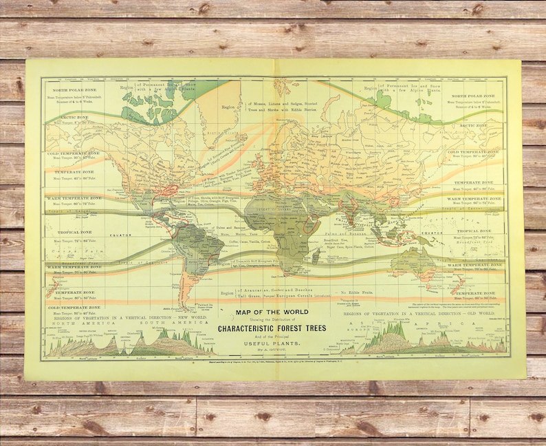 1884 World Map of the World Map Forest Map Antique ORIGINAL - Etsy UK