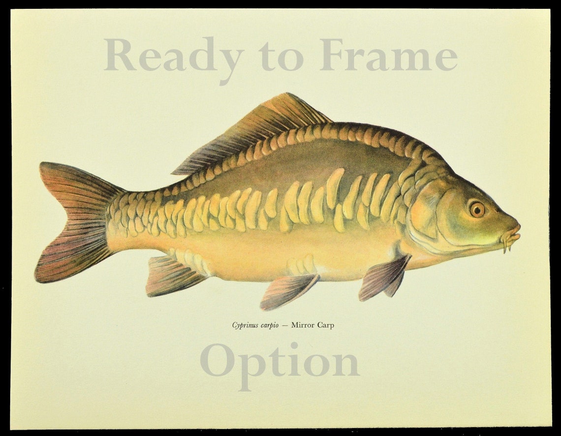 Common Carp Fish Print Fishing Print Wall Art Cabin Decor | Etsy