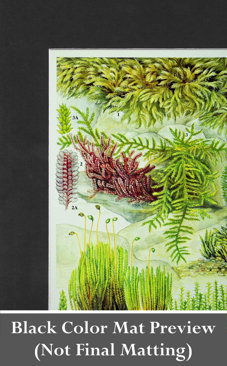 Botanical Print Moss Wall Art Mosses Print Plant Wall Decor - Etsy
