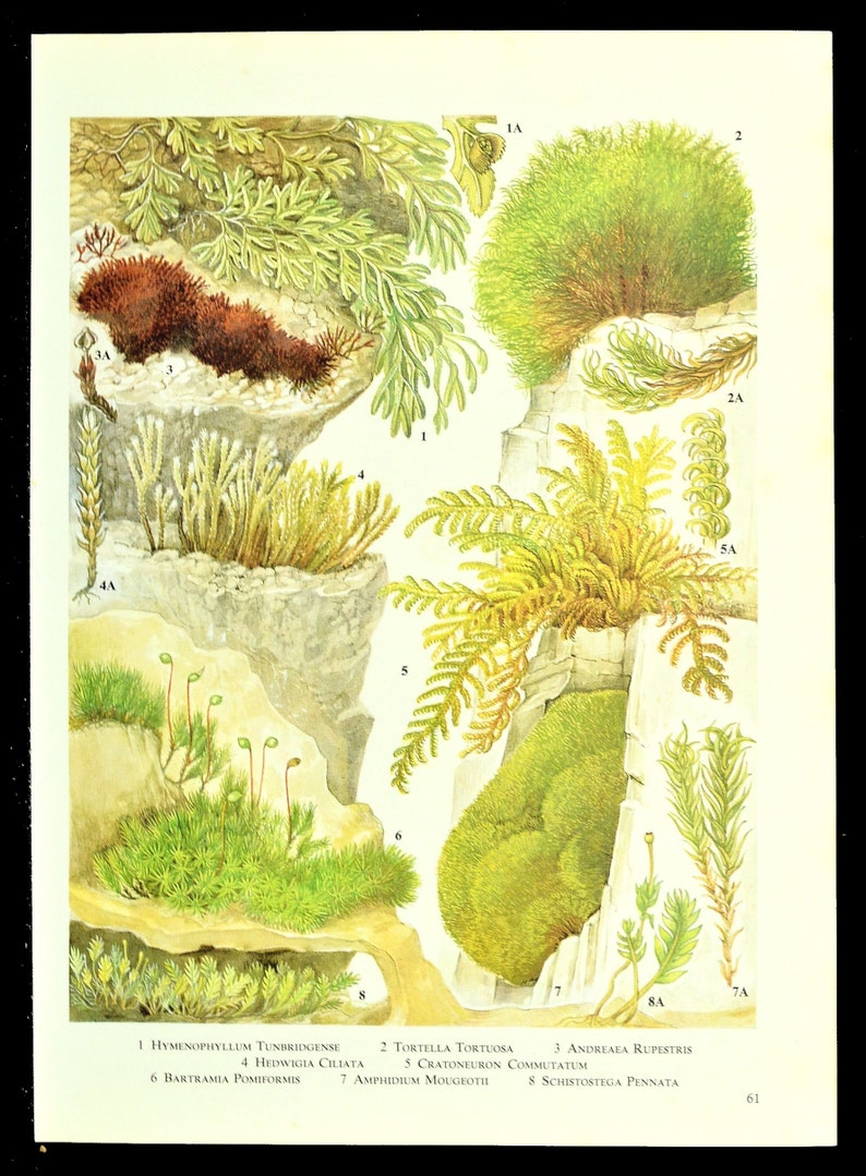 Fern Wall Art Moss Print Botanical Print Frameable Plant Wall - Etsy