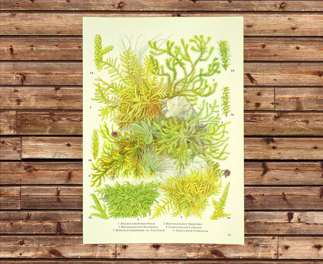 Botany Print Moss Wall Art Mosses Print Frameable Ready to Frame ...
