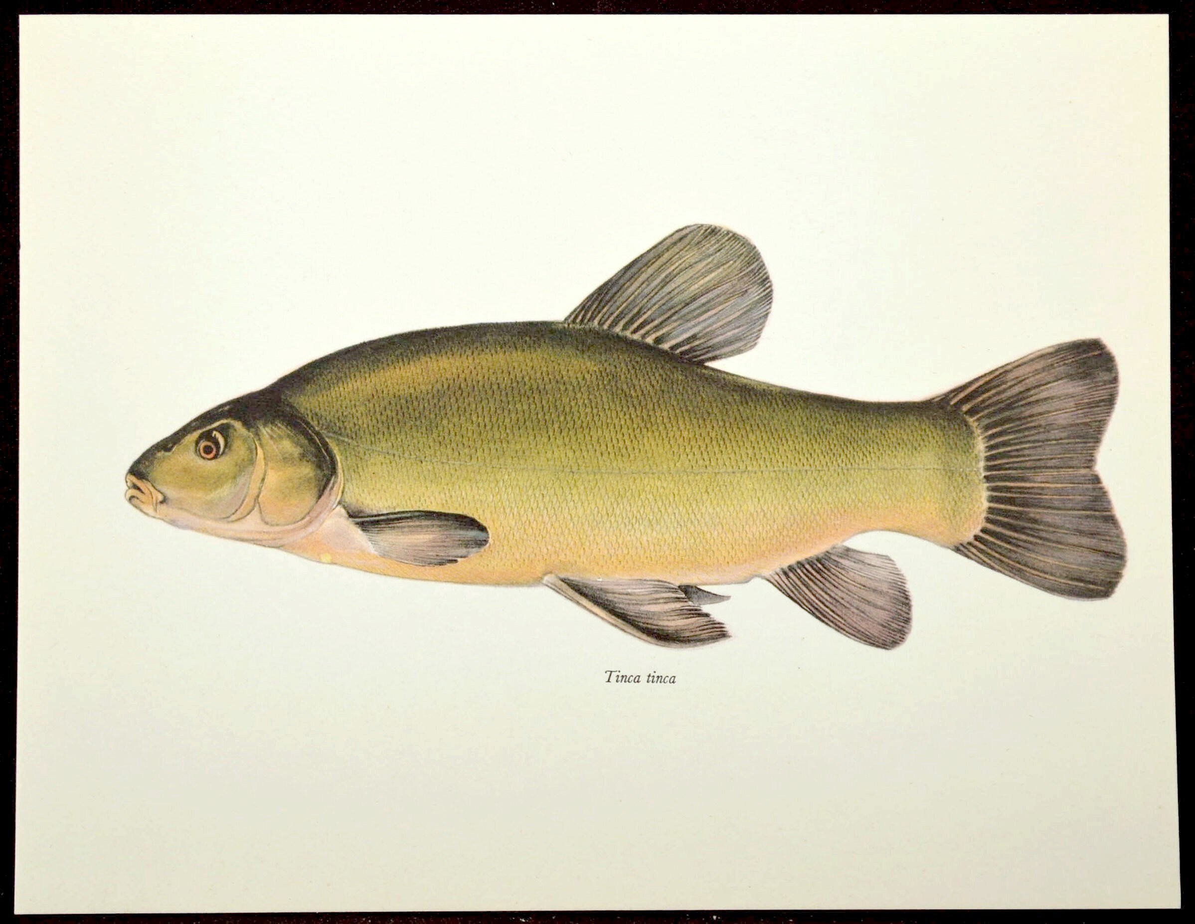 Vintage Fishing Decor Gift For Men Fish Wall Art Cabin Decor | Etsy