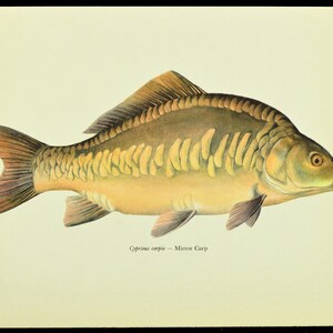 Common Carp Fish Print Fishing Print Wall Art Cabin Decor | Etsy