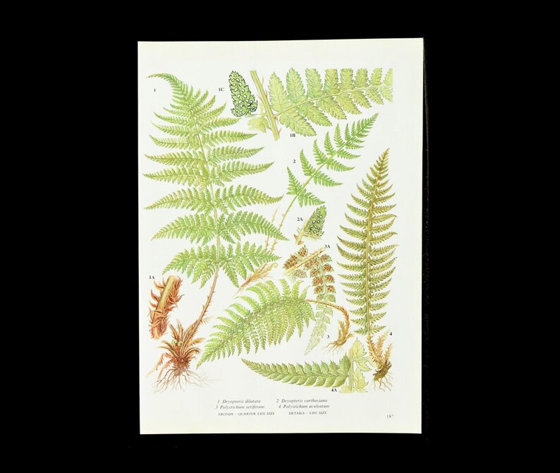 Fern Print Ferns Wall Art Decor Plant Print Nature Print | Etsy