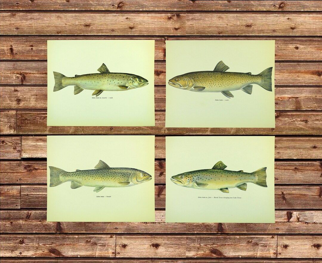 Vintage Trout Print Set Brown Trout Fish Print Set of 4 Fish Print ...