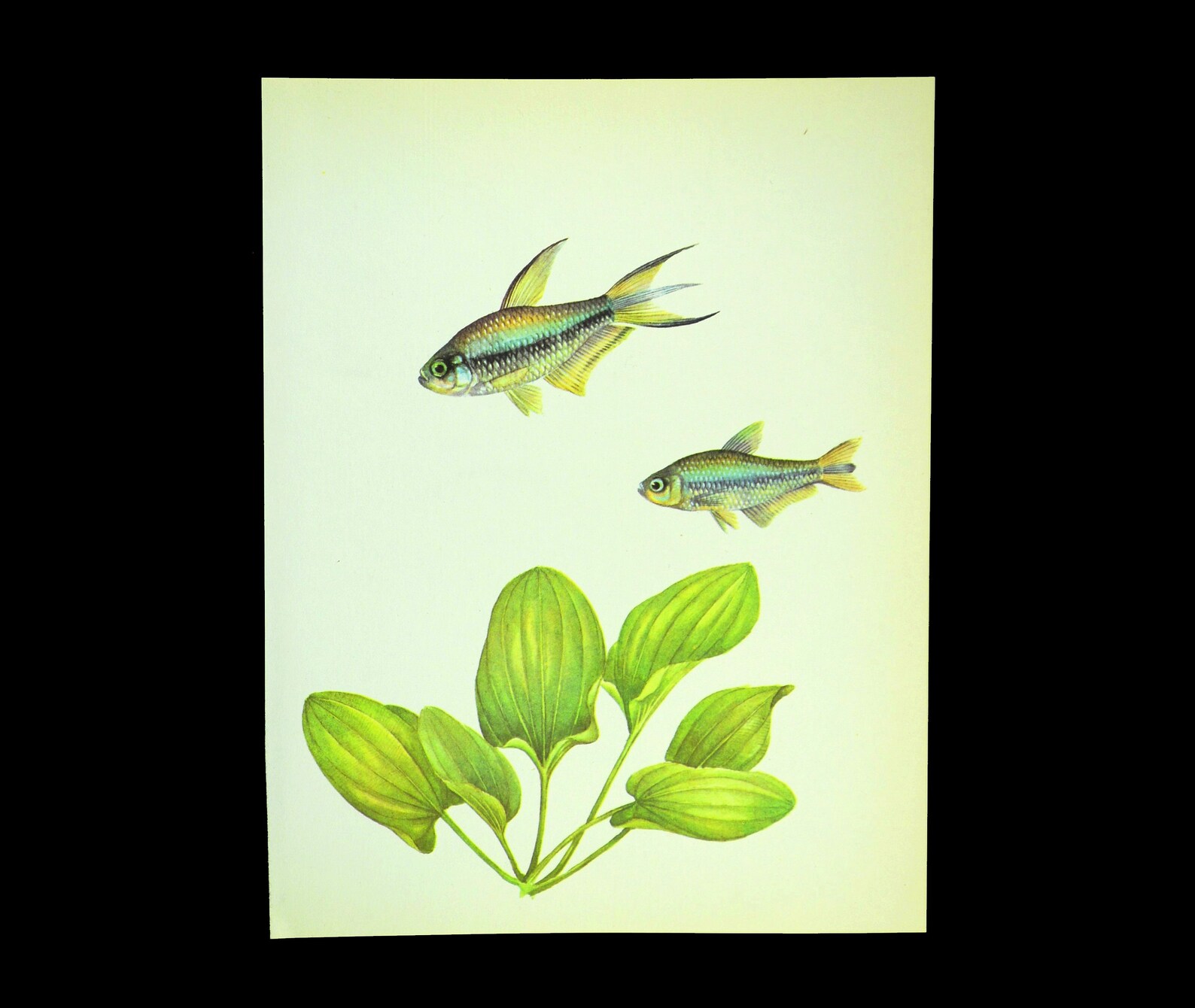 Aquarium Fish Art Wall Decor Tropical Fish Print Aquatic Plant | Etsy