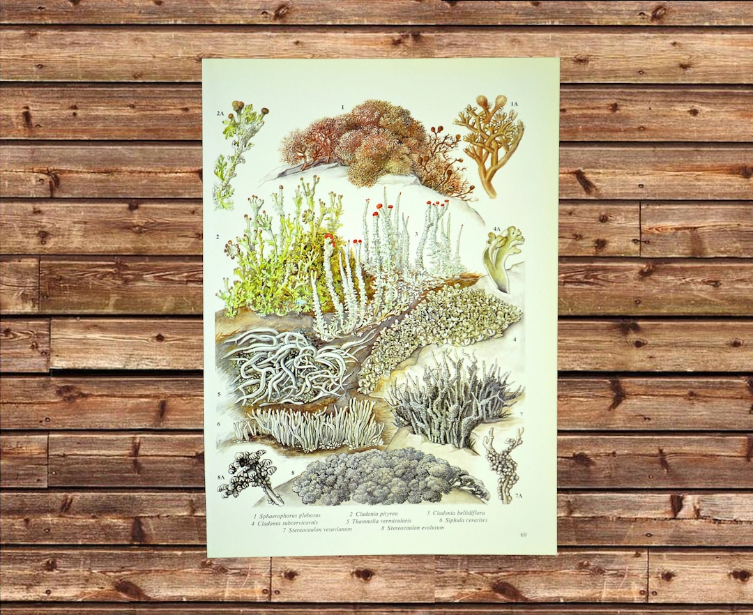 Botanical Wall Art Lichen Print Plant Wall Decor Moss Frameable Print ...
