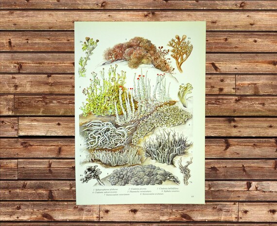 Botanical Wall Art Lichen Print Plant Wall Decor Moss Matted | Etsy