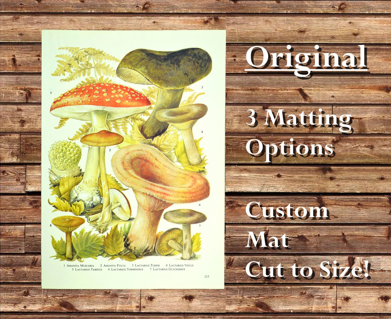 Mushroom Print of Mushrooms Wall Art Nature Print Matted Ready - Etsy