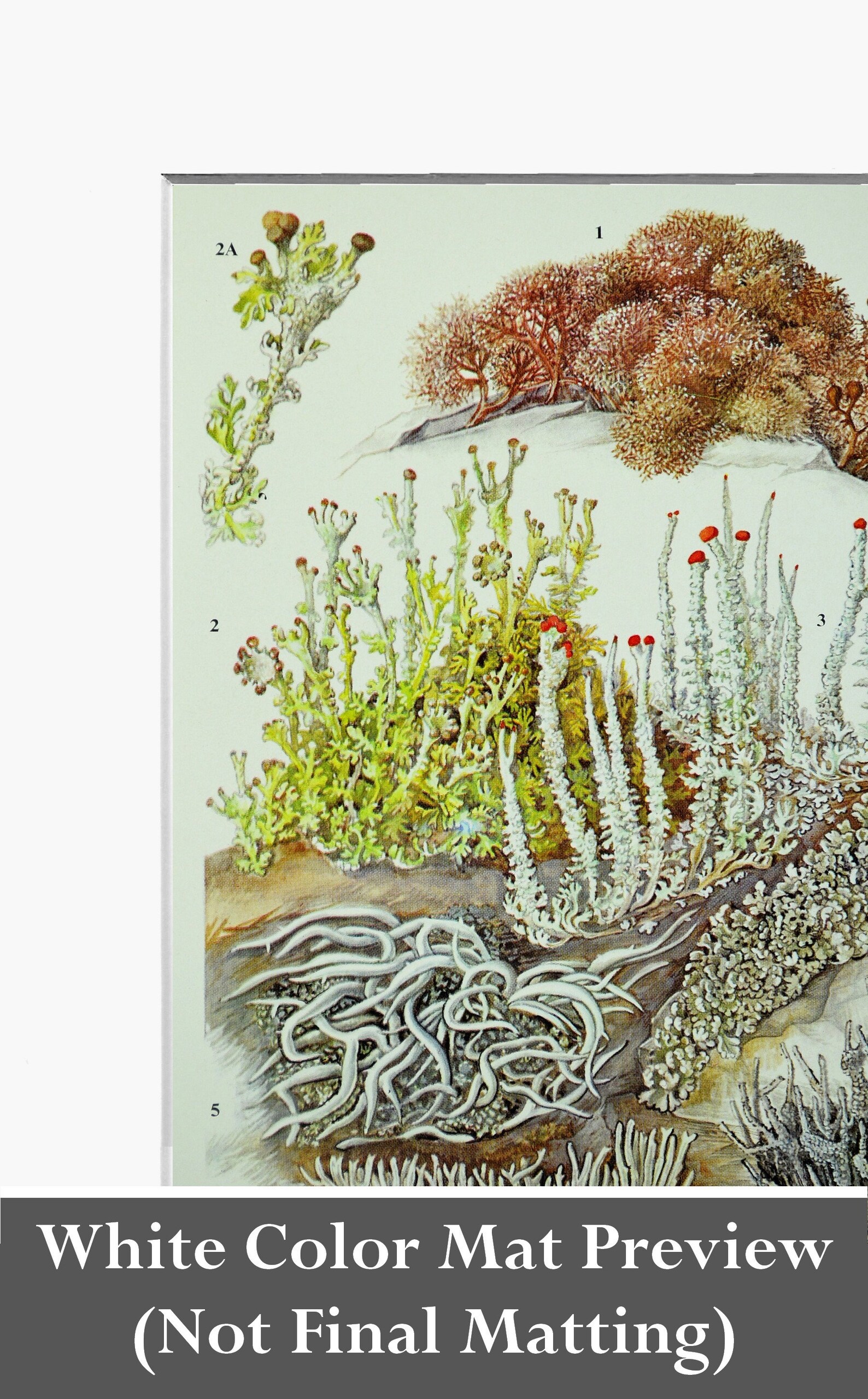 Botanical Wall Art Lichen Print Plant Wall Decor Moss - Etsy