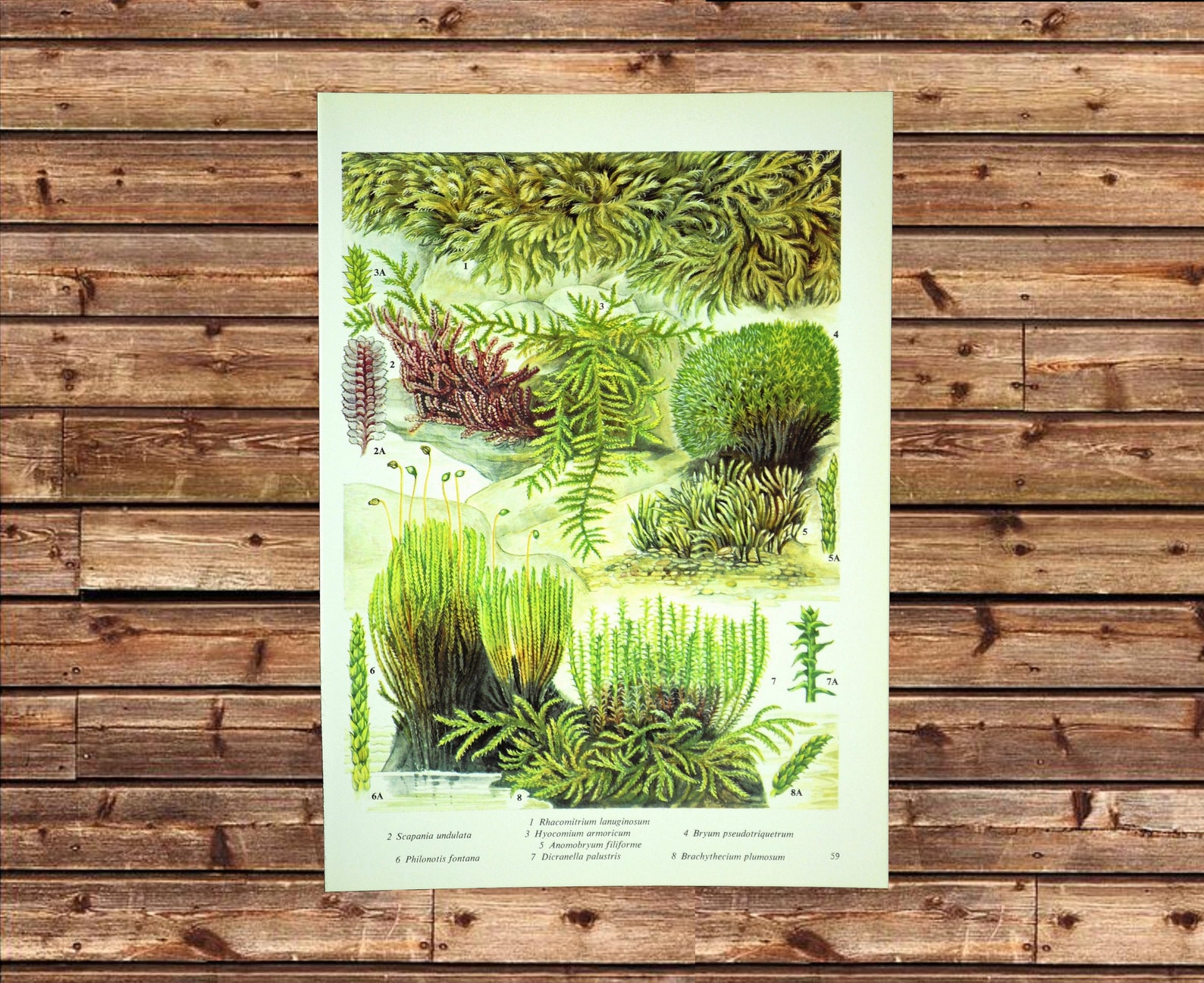 Botanical Print Moss Wall Art Mosses Print Plant Wall Decor - Etsy
