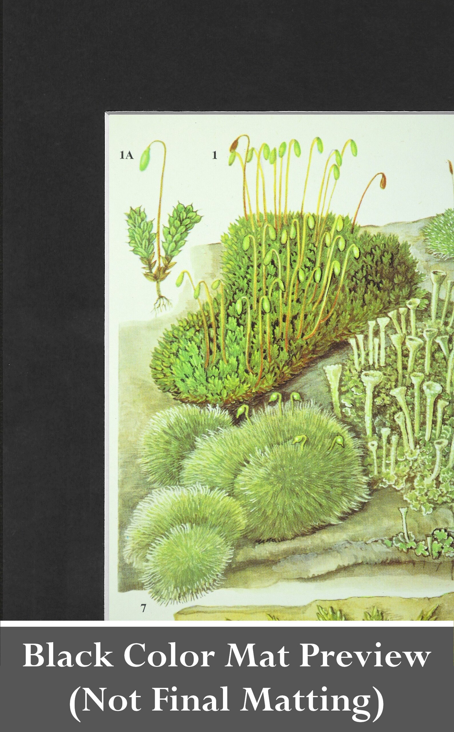 Moss Wall Art Mosses Print Nature Print Matted Botanical Print - Etsy