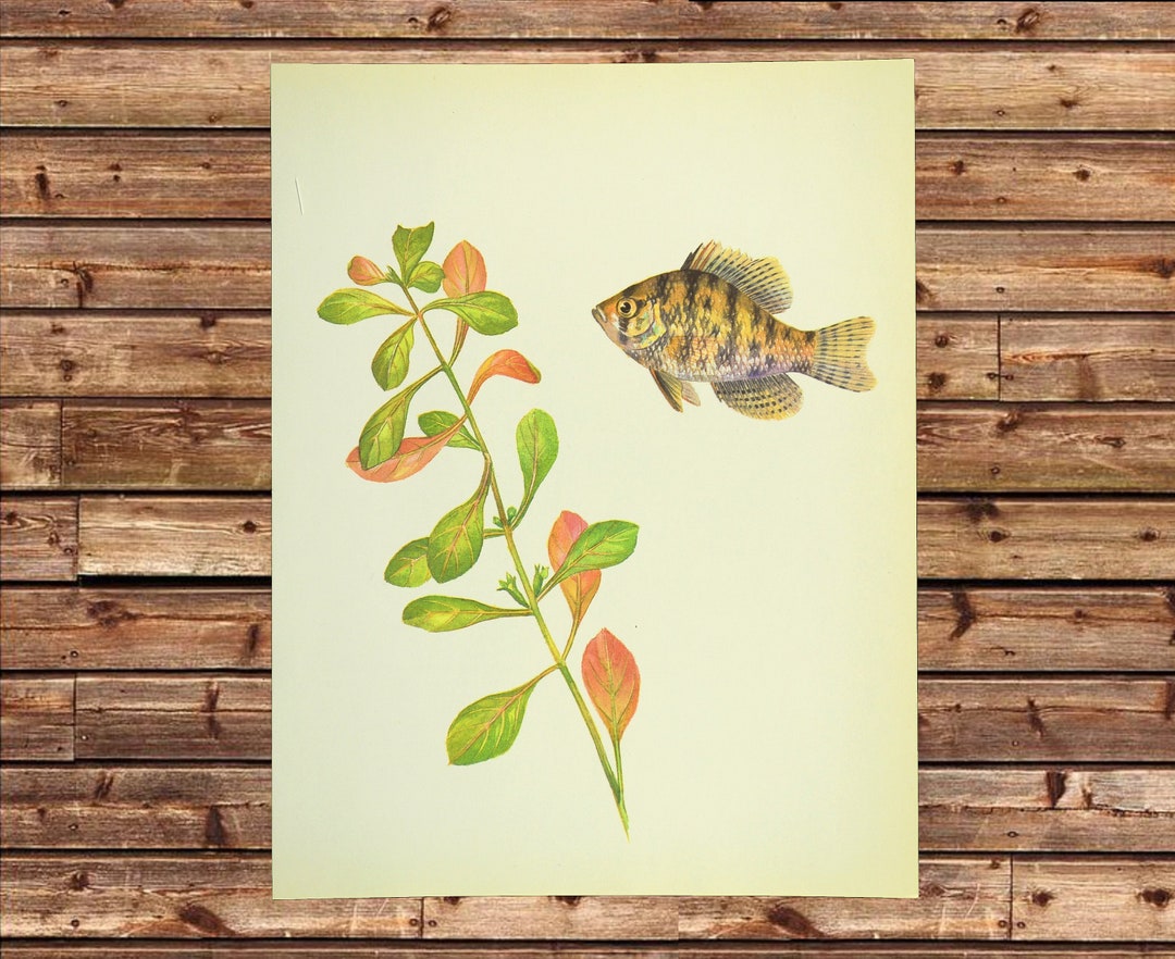 Vintage Sunfish Print Tropical Fish Wall Art Beach House Decor ...