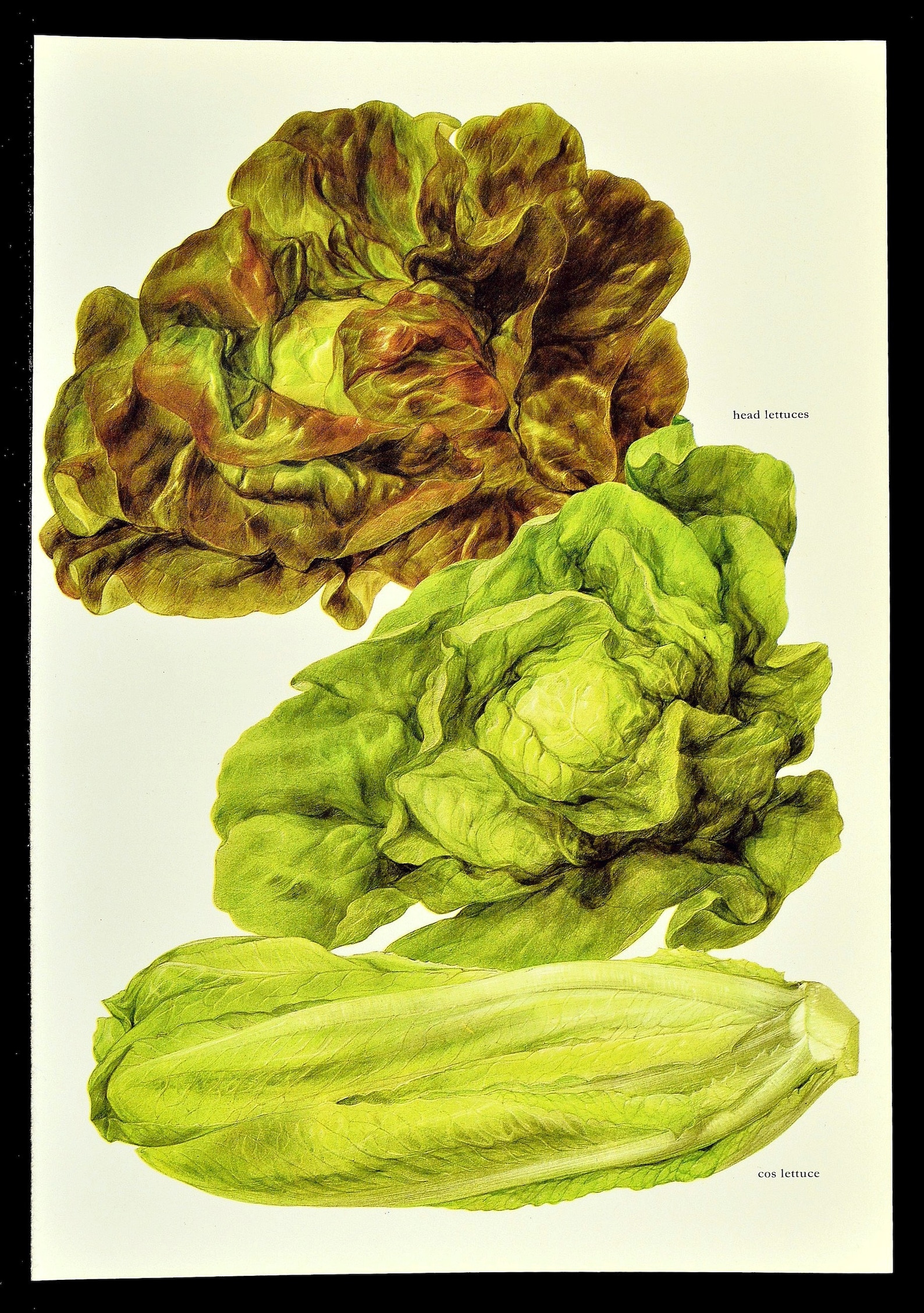 Lettuce Print Kitchen Wall Decor Art Vegetable Food | Etsy