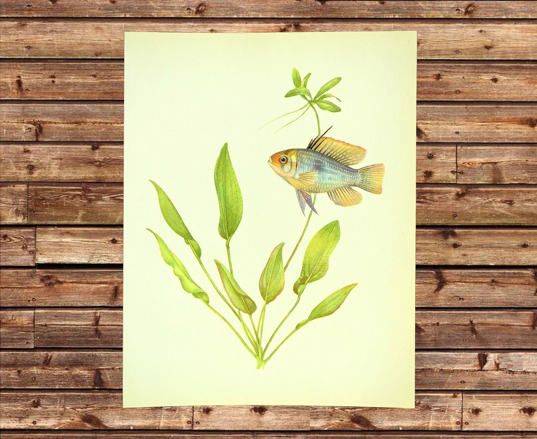 Aquarium Fish Print Wall Art Tropical Wall Decor Frameable - Etsy