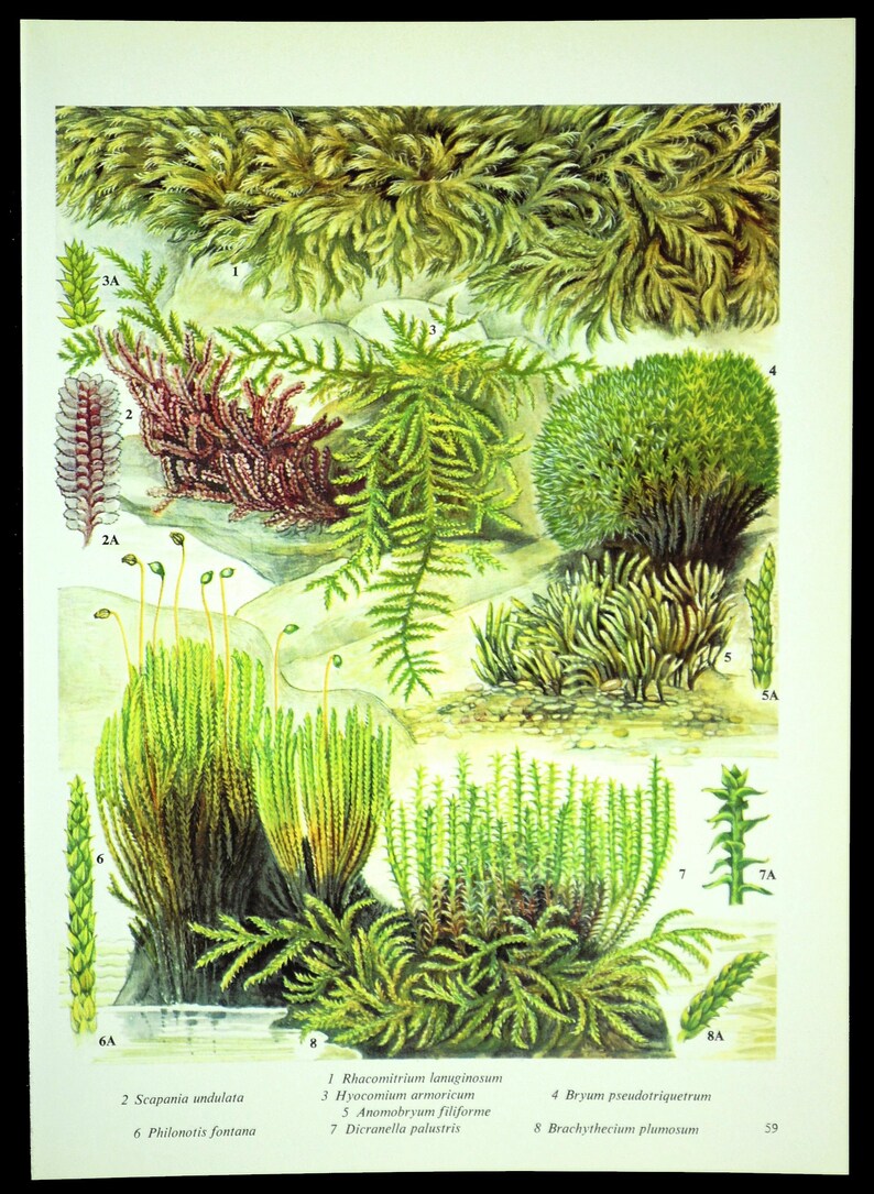 Botanical Print Moss Wall Art Mosses Print Plant Wall Decor - Etsy