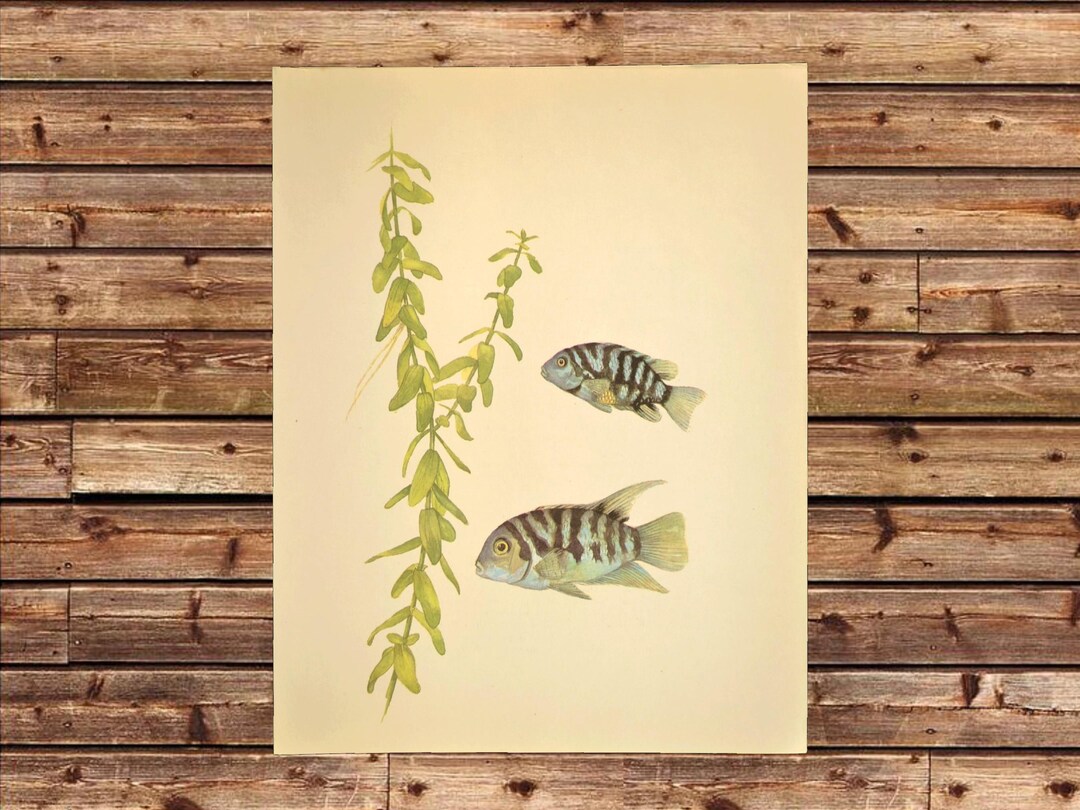 Vintage Fish Print Fish Wall Decor Beach House Decor Fish Art Aquarium ...