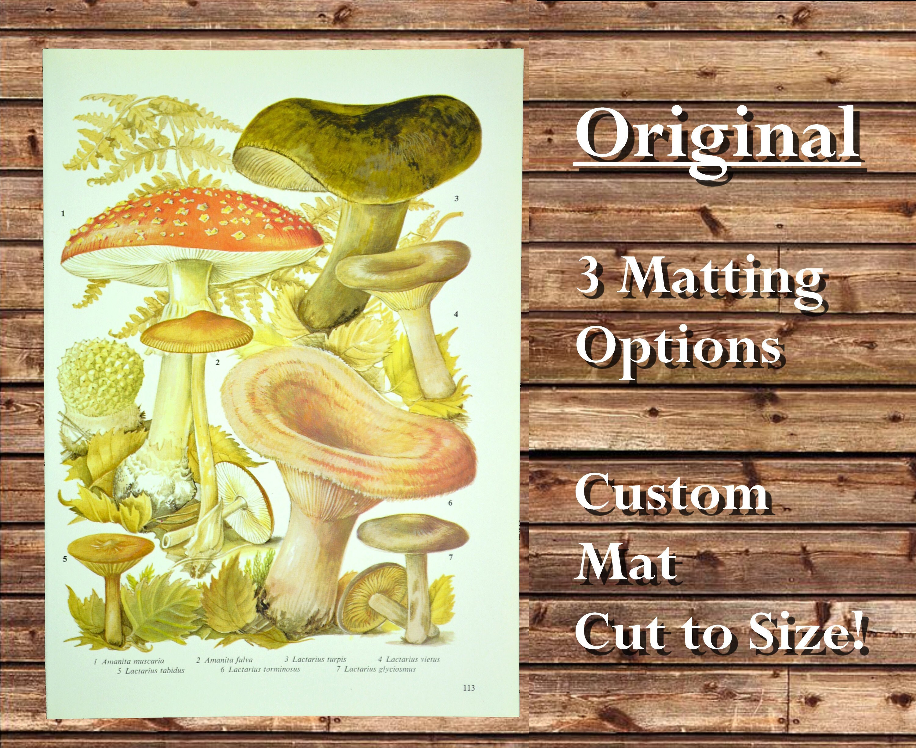 Mushroom Print of Mushrooms Wall Art Nature Print Matted Ready | Etsy