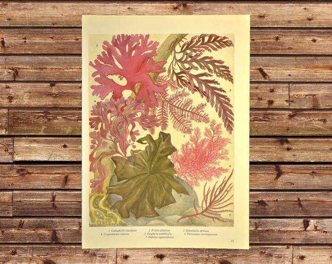Beach House Wall Decor Seaweed Print Ocean Wall Art Frameable Ready to ...