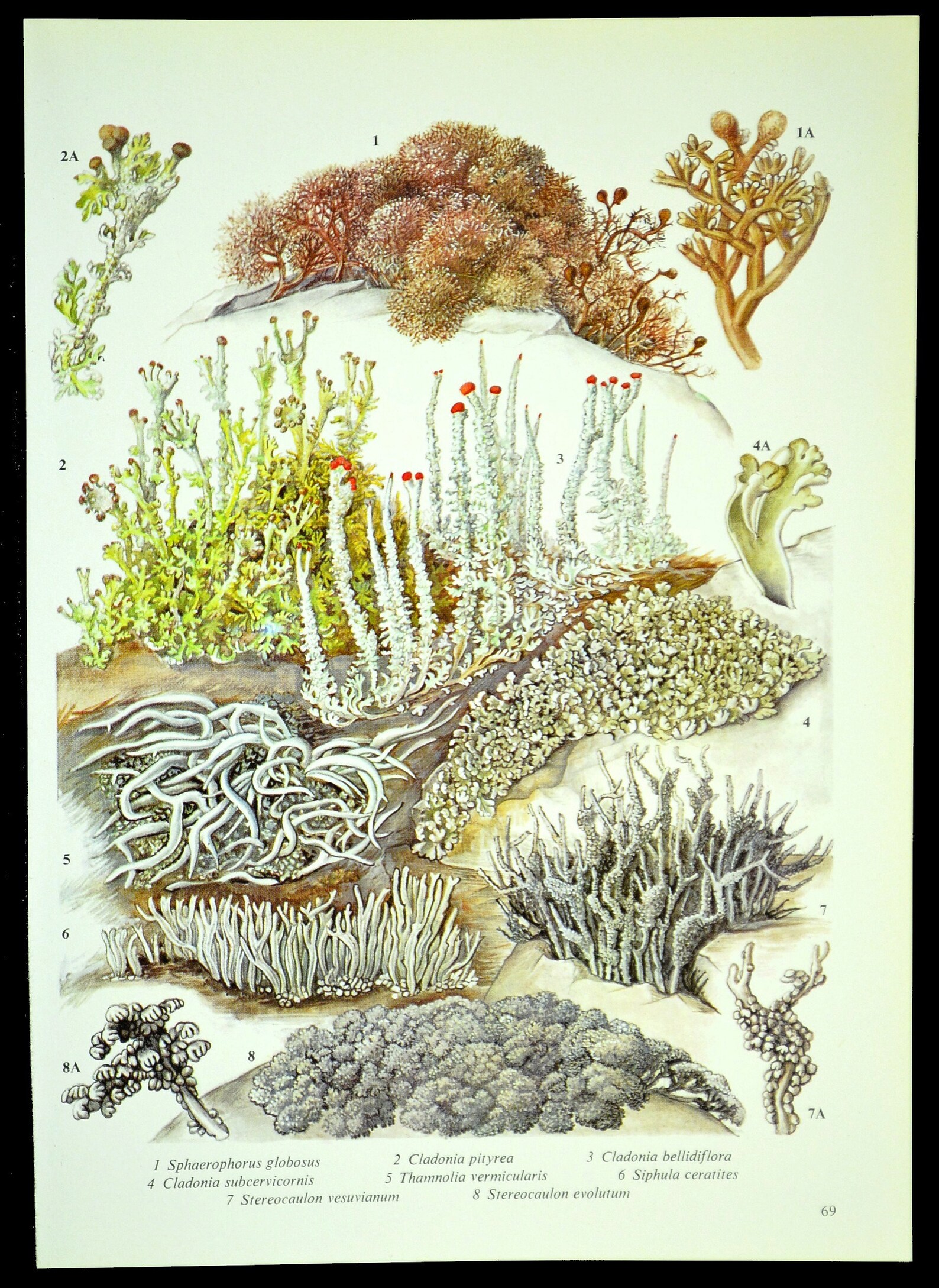 Botanical Wall Art Lichen Print Plant Wall Decor Moss - Etsy