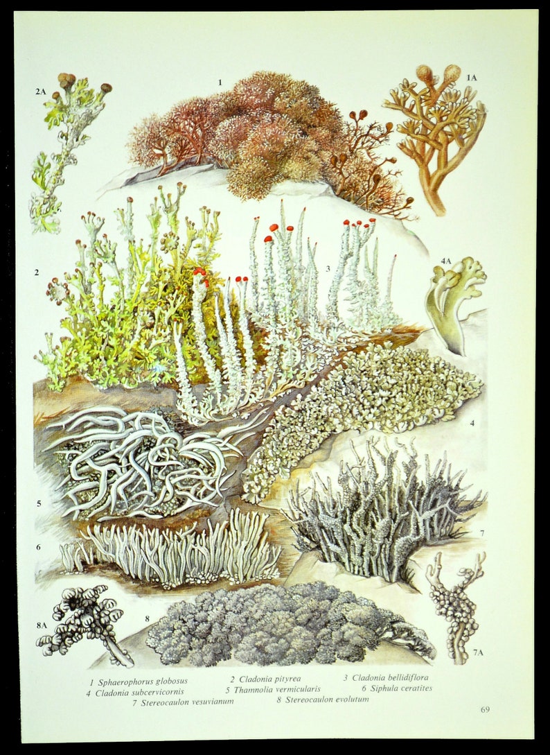 Botanical Wall Art Lichen Print Plant Wall Decor Moss - Etsy