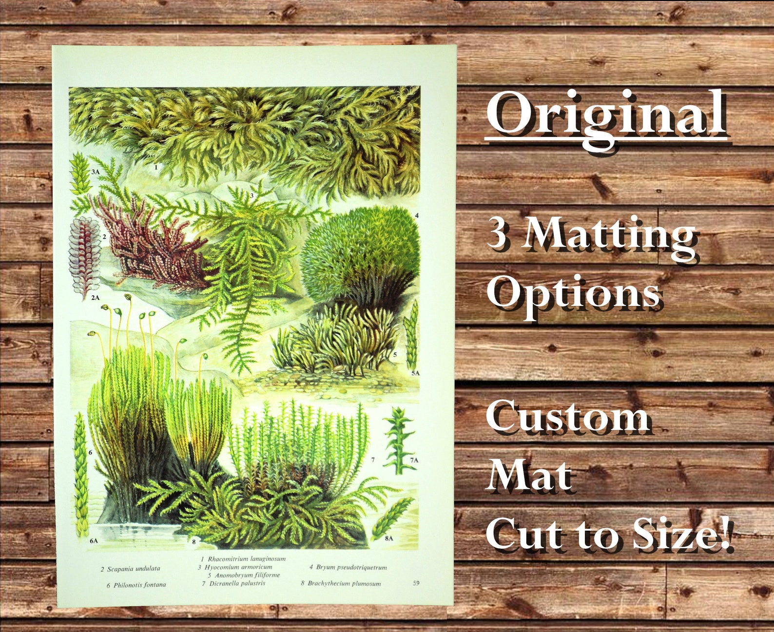 Botanical Print Moss Wall Art Mosses Print Plant Wall Decor - Etsy