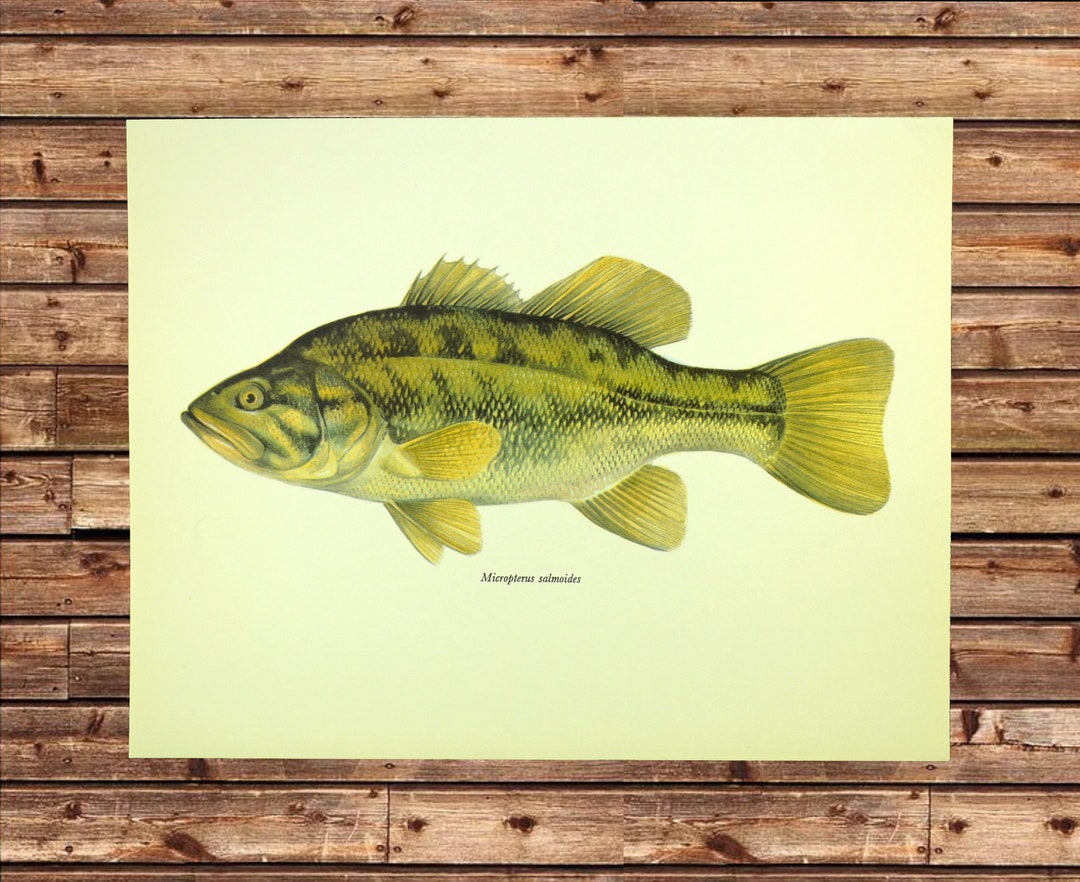 Vintage Large Mouth Bass Print Fish Wall Art Fishing Wall Decor Antique ...