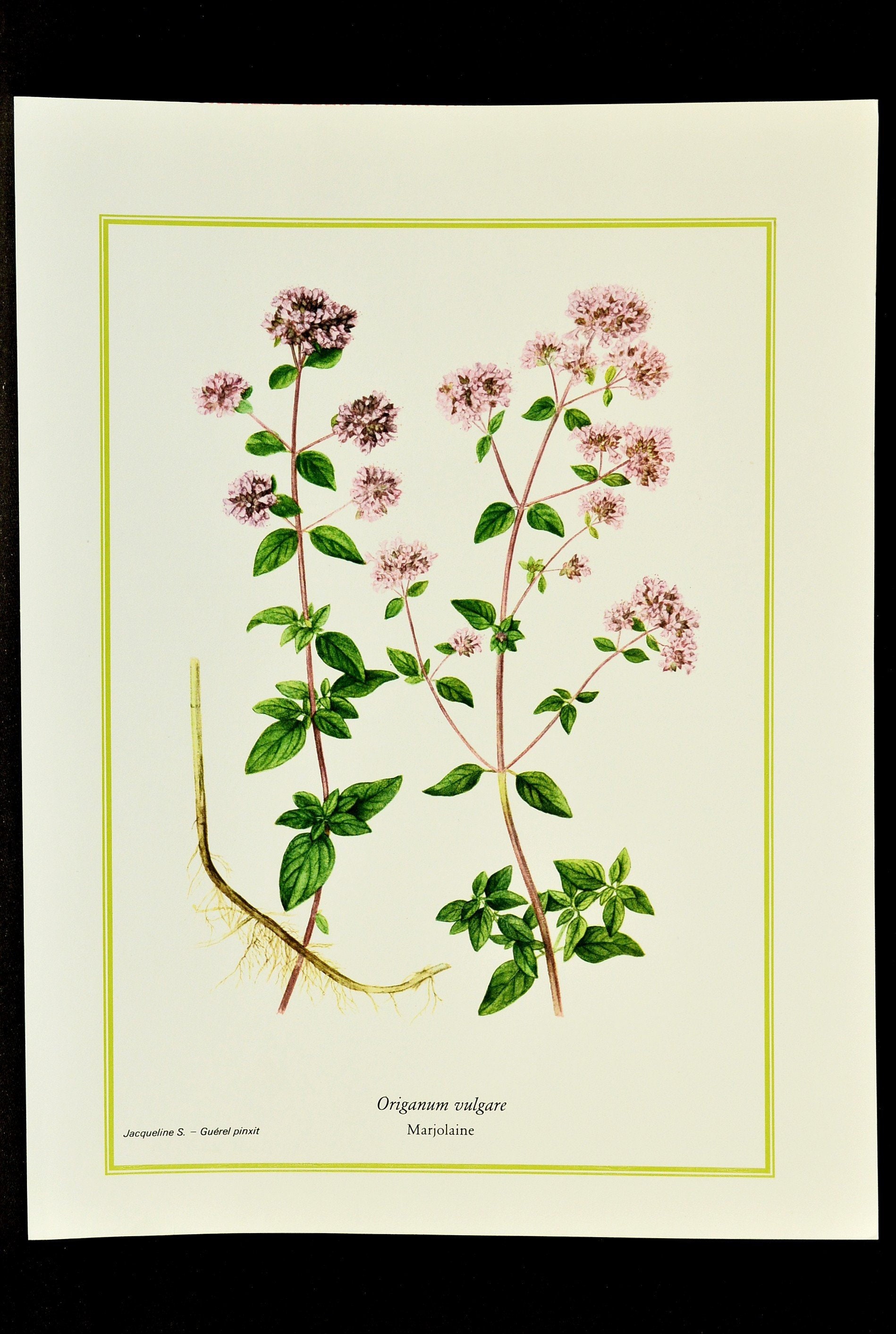 Oregano Print Flower Wall Decor Nature Botanical Art Pink | Etsy