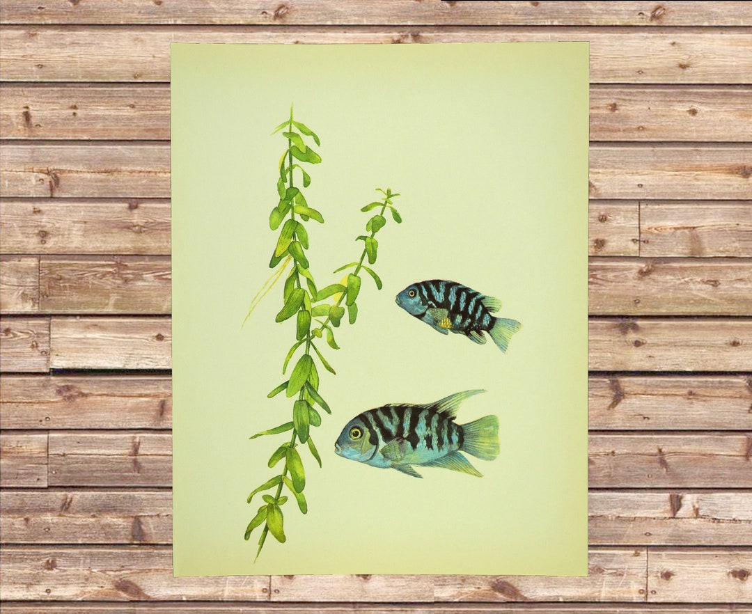 Vintage Fish Print Fish Wall Decor Beach House Decor Fish Art Aquarium ...
