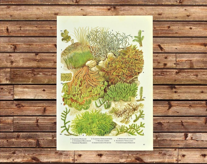 Moss Wall Art Moss Print of Mosses Print Frameable Plant Wall Decor ...