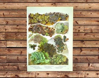 Lichen Wall Art | Etsy