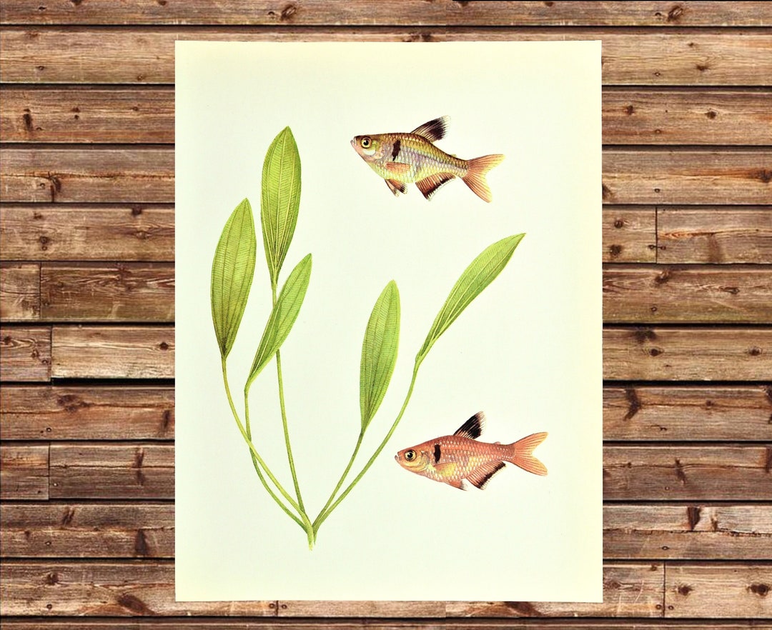 Vintage Fish Wall Art Tropical Beach House Decor Aquarium - Etsy