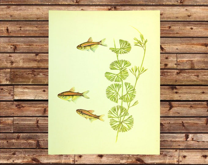 Vintage Beach House Decor Tropical Fish Art Wall Decor - Etsy