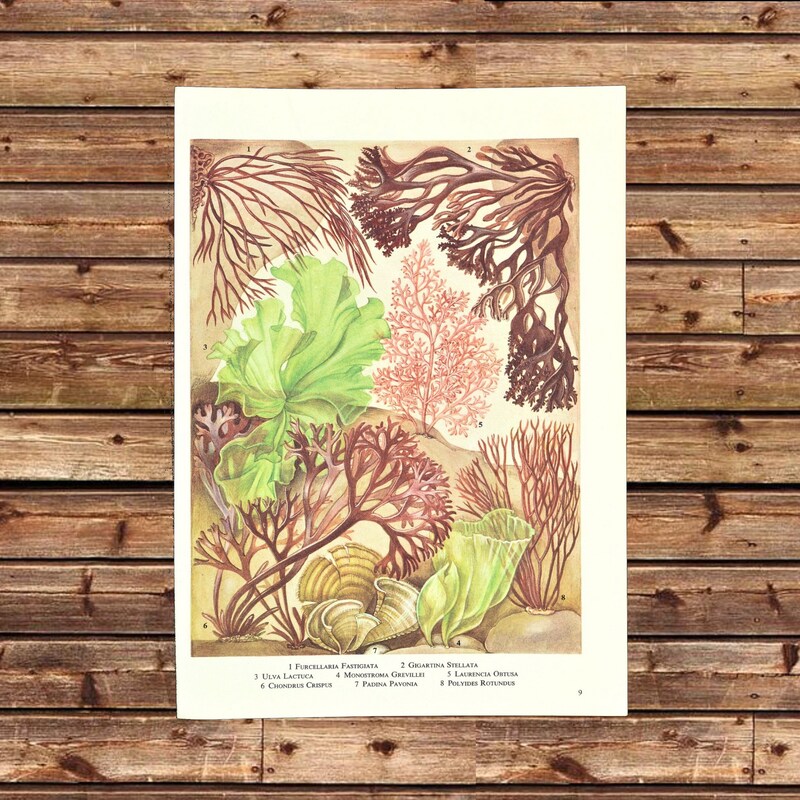 Seaweed Print - Etsy