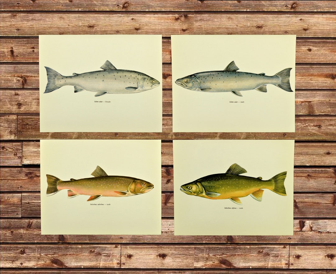 Vintage Salmon Print Set, ORIGINAL, Set of 4, Char Fish Wall Art ...