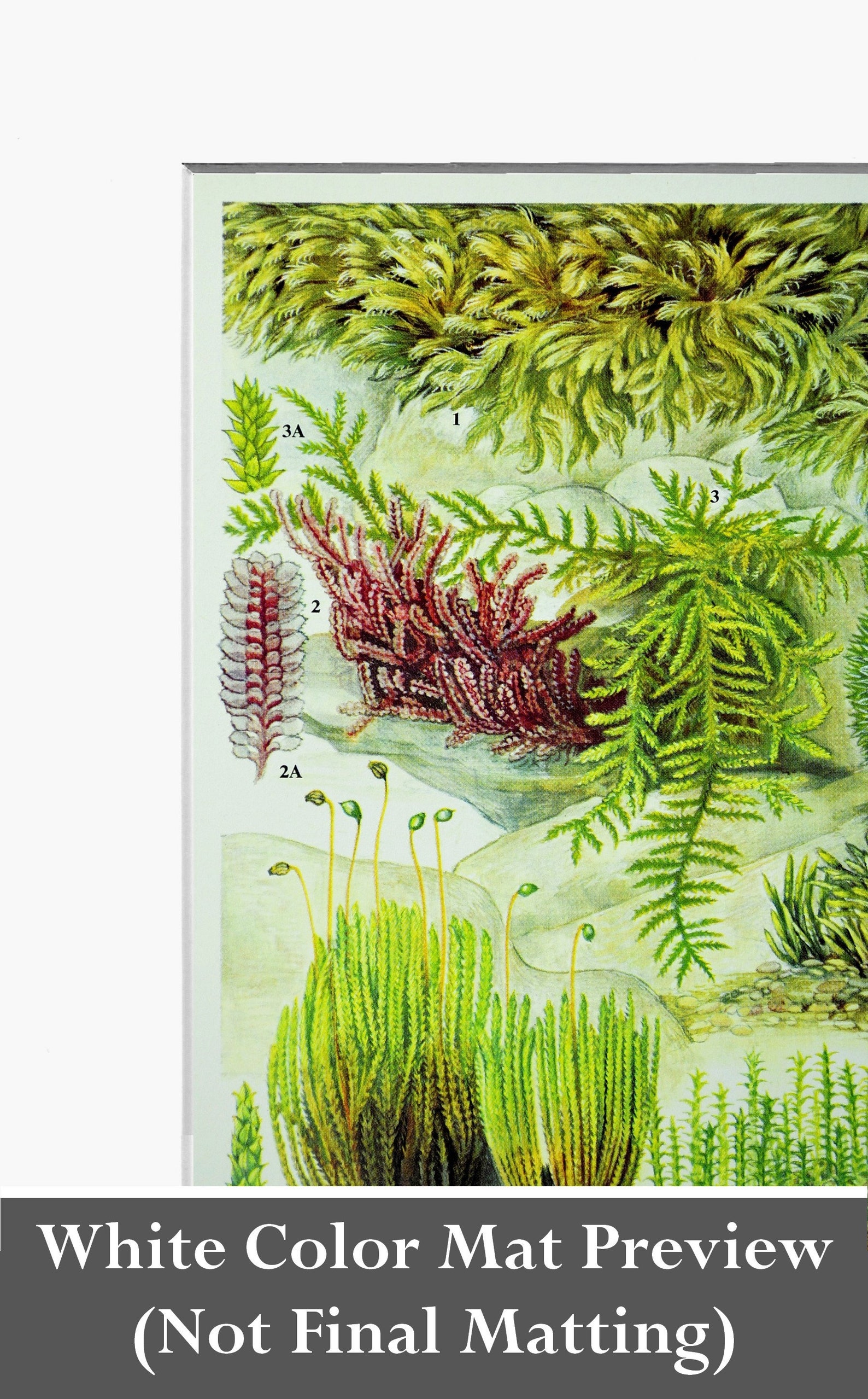Botanical Print Moss Wall Art Mosses Print Plant Wall Decor - Etsy