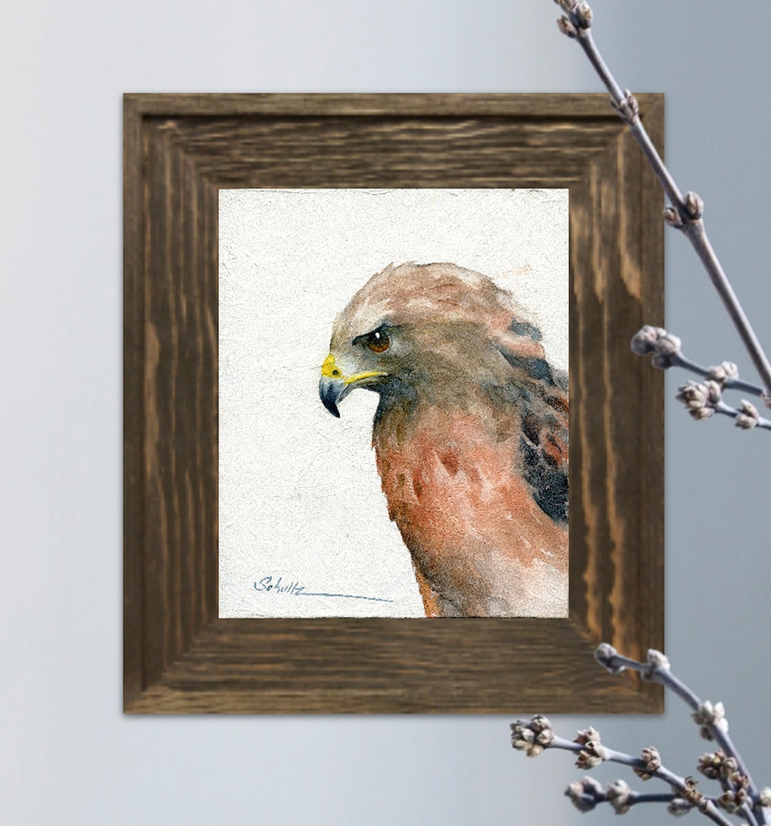 Red Shouldered Hawk Artwork From Sierra Raptors Watercolor on Board ...