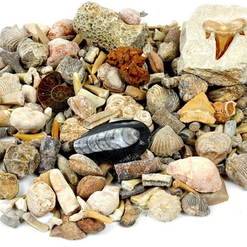 Fossil Collection Sorting Kit 90-100 Assorted Fossils for - Etsy