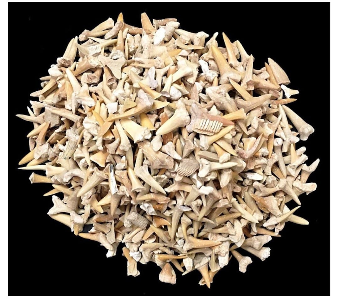 One Pound of Genuine Fossilized Moroccan Shark Teeth, Wholesale for ...