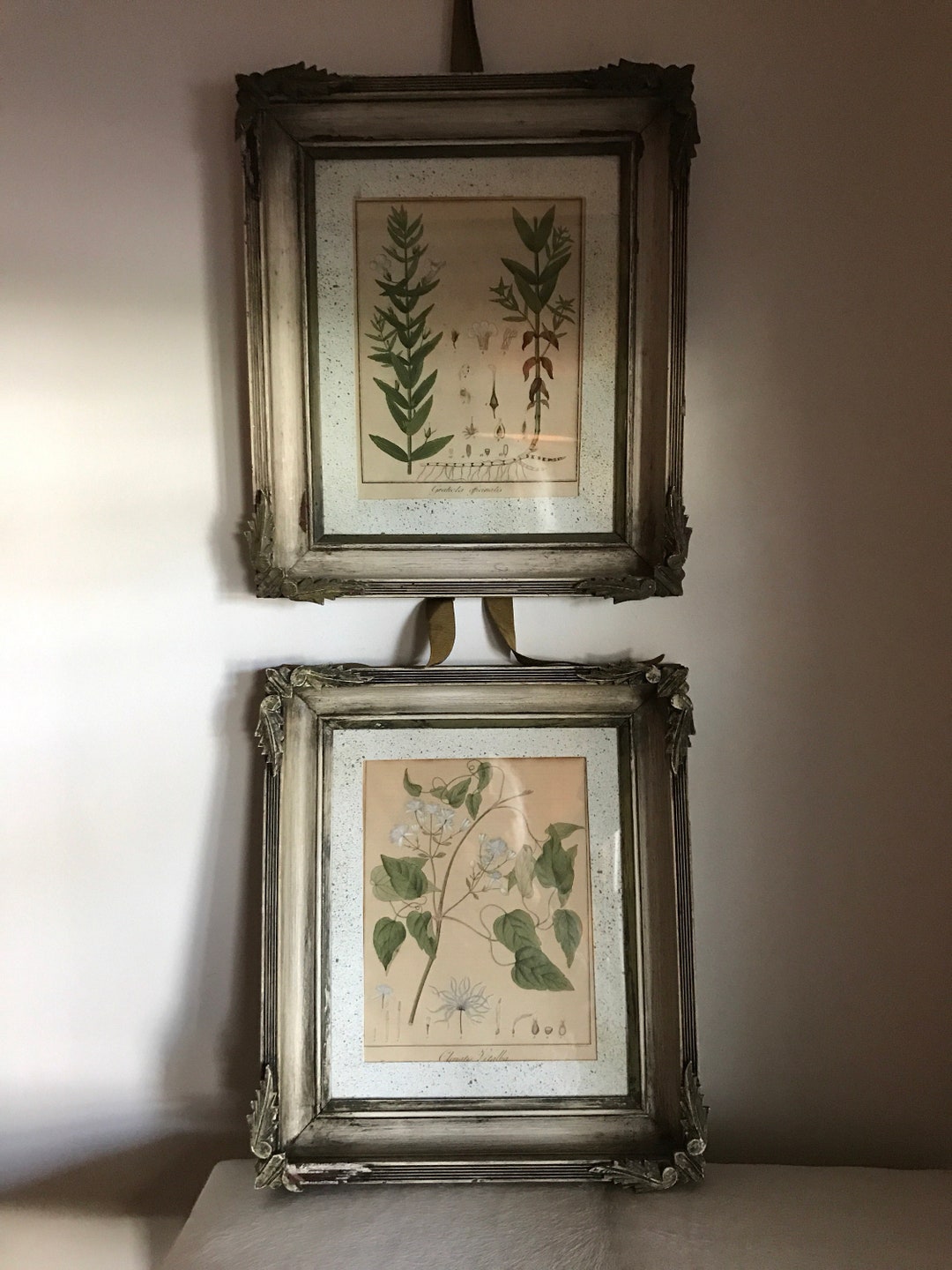 Antique 18th Century Botanical Print Engraving Clematis Guimpel Framed ...