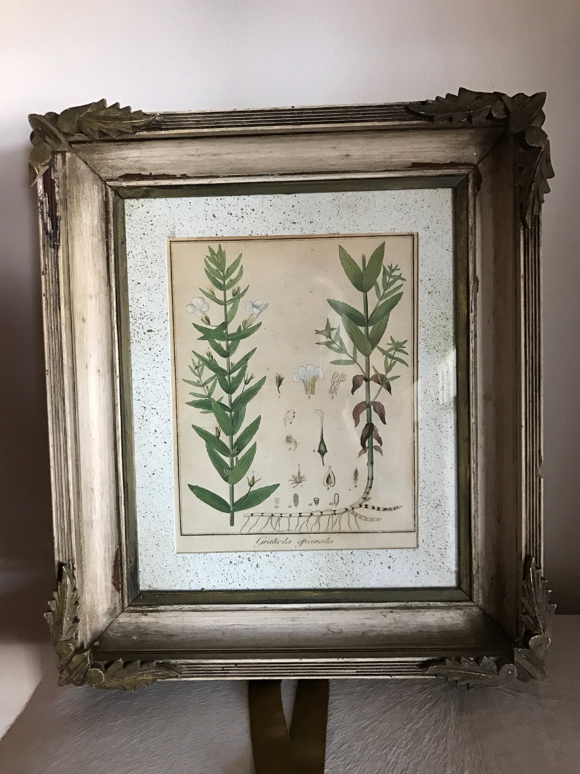 Antique 18th Century Botanical Print Engraving Clematis Guimpel Framed ...