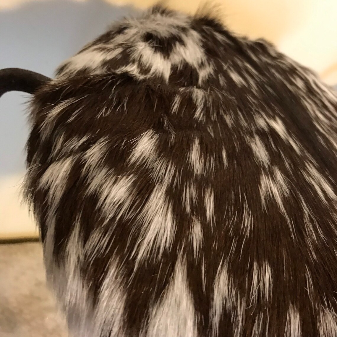 Antique Hair Hide Stools Mid Century Modern Stools Goat Stools Spider ...