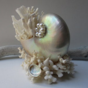 Unique Nautilus Shell & Coral Cake Topper, Beach Themed Wedding Cake ...