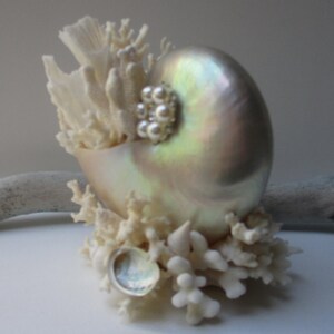 Unique Nautilus Shell & Coral Cake Topper, Beach Themed Wedding Cake ...