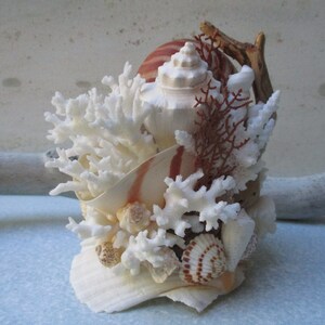 Beach Theme Cake Topper, Coastal Nautical Orange Tiger Nautilus Shell ...